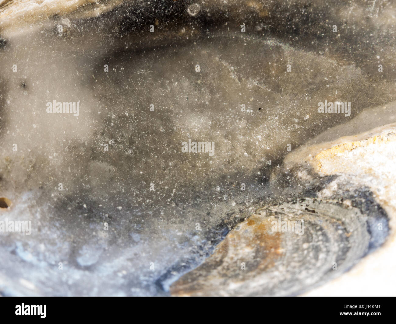 Seashell Texture High Resolution Stock Photography and Images - Alamy