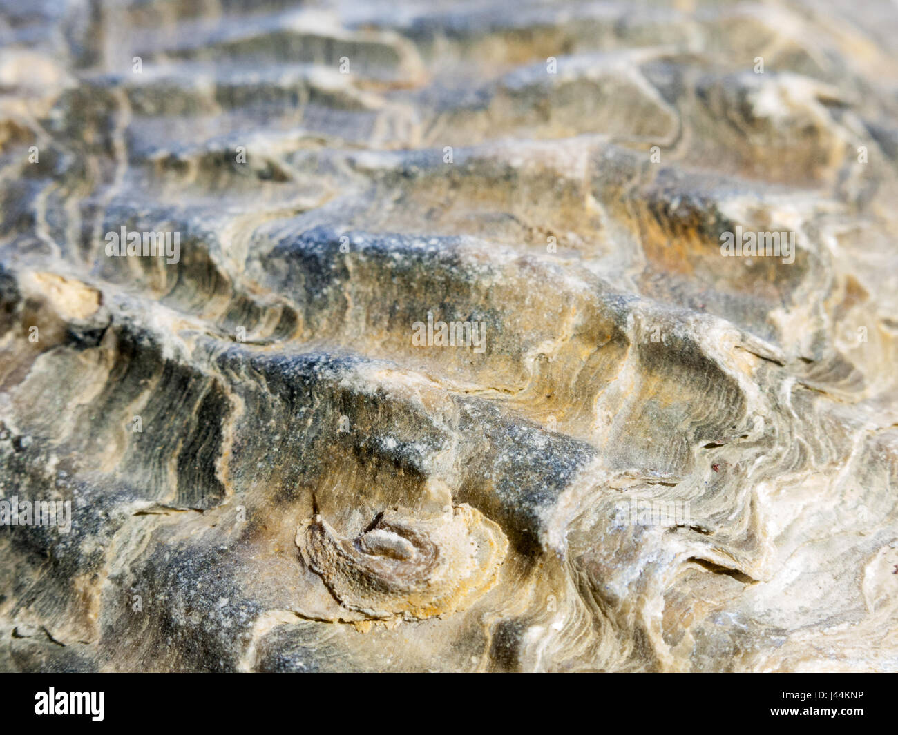 close up of top part of sea shell macro Stock Photo - Alamy