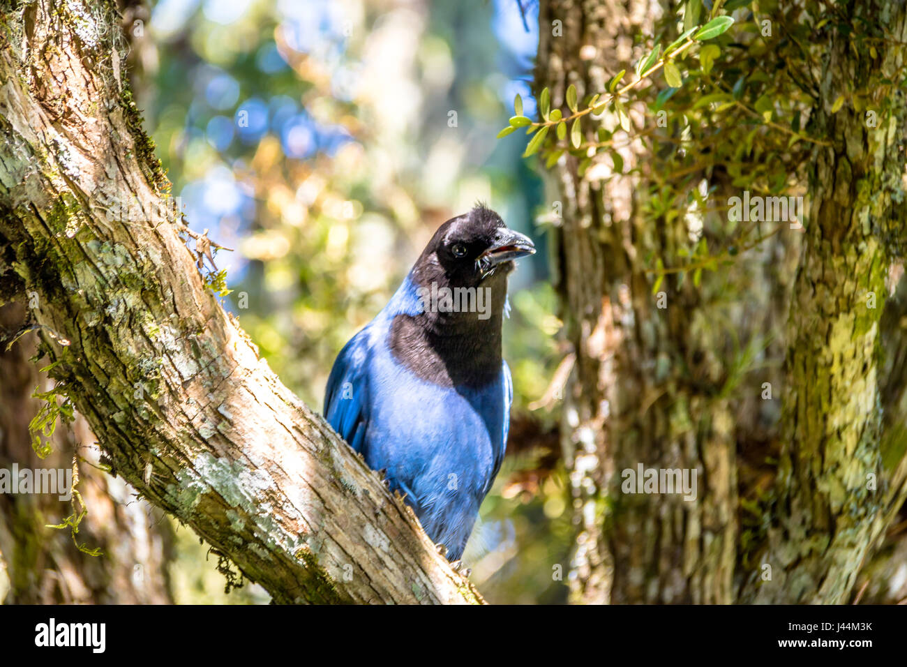 Azure Jay or Gralha Azul bird (Cyanocorax caeruleus) in Itaimbezinho ...