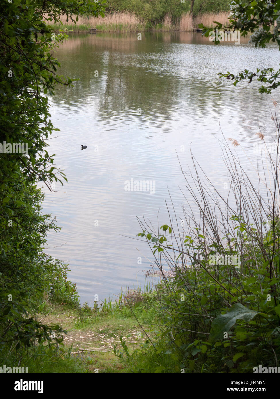 gorgeous water side at river outside in the uk Stock Photo - Alamy