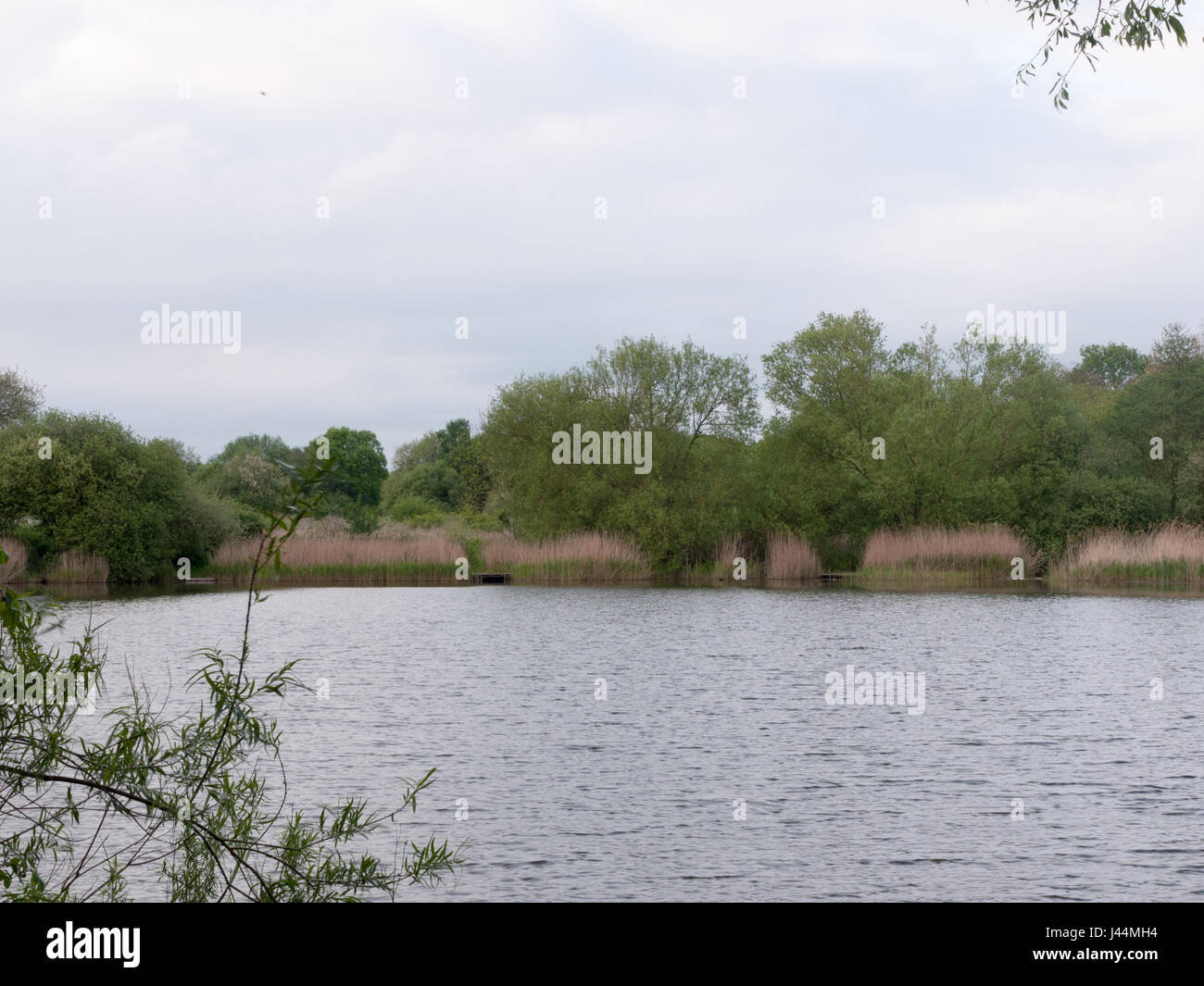 scene of river lake with reeds and trees in the late afternoon of ...