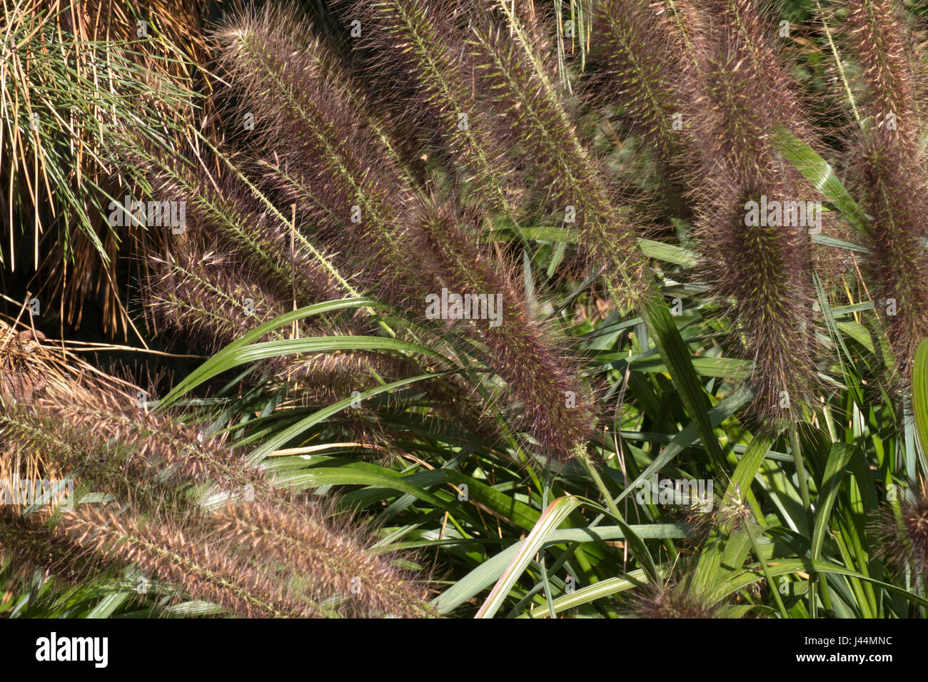Pennisetum ornamental grass red hi-res stock photography and images - Alamy