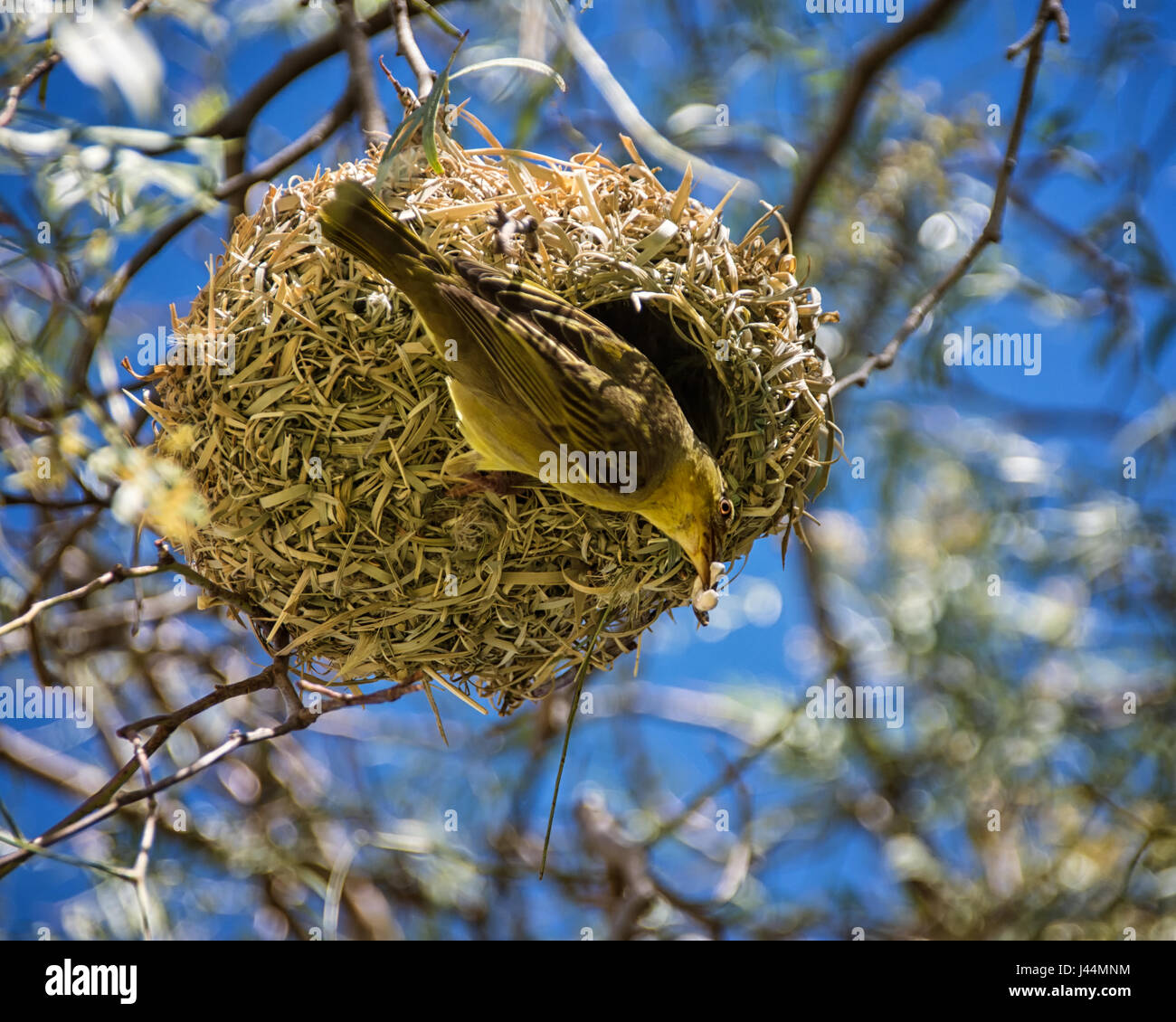 Cape Weaver with nest in Southern Africa Stock Photo - Alamy