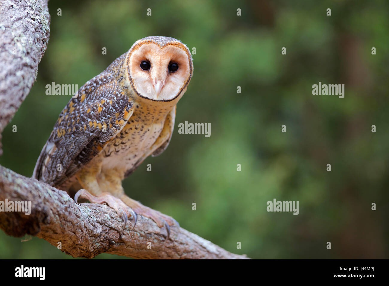 Masked owl hi-res stock photography and images - Alamy