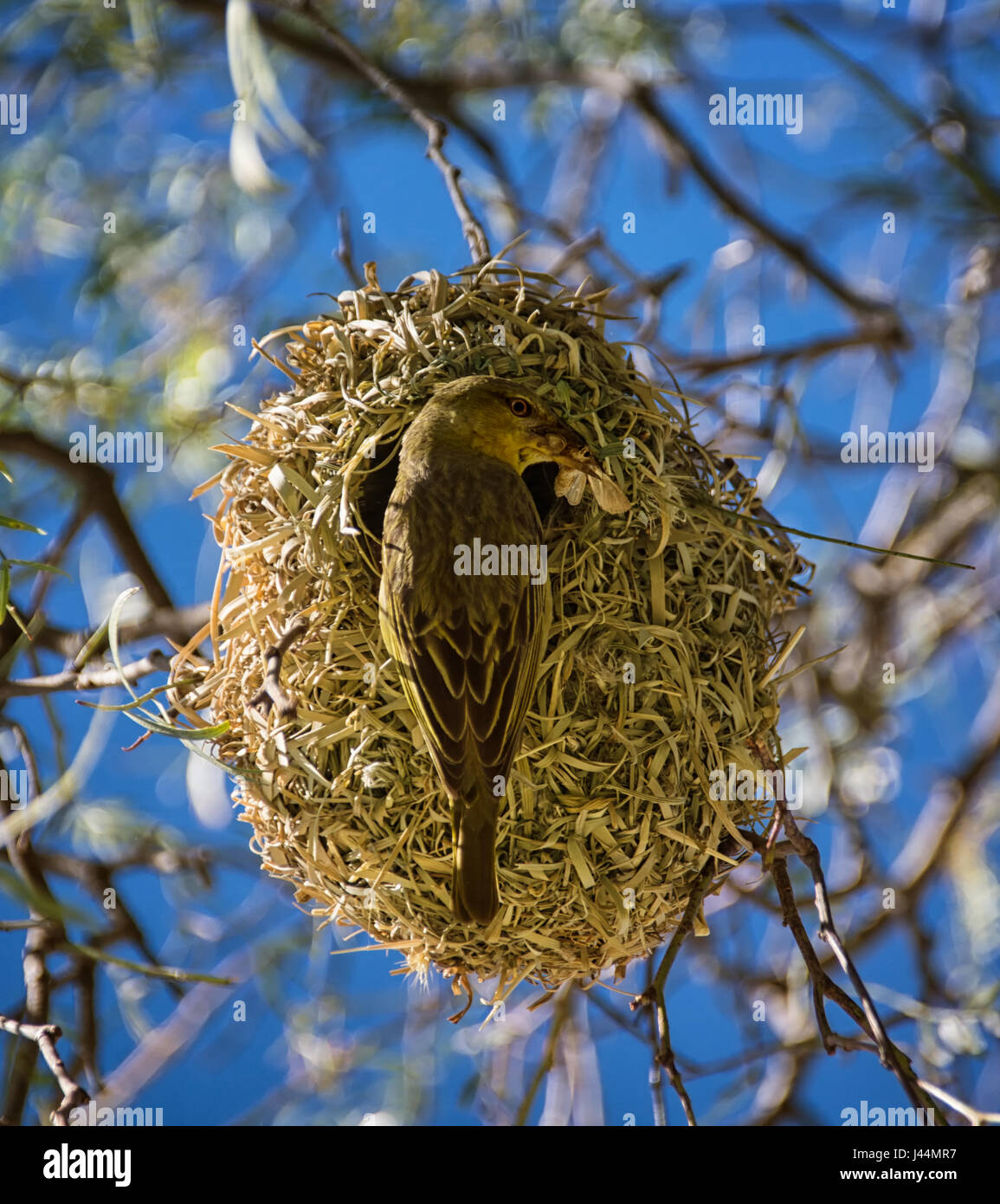 Cape Weaver with nest in Southern Africa Stock Photo - Alamy