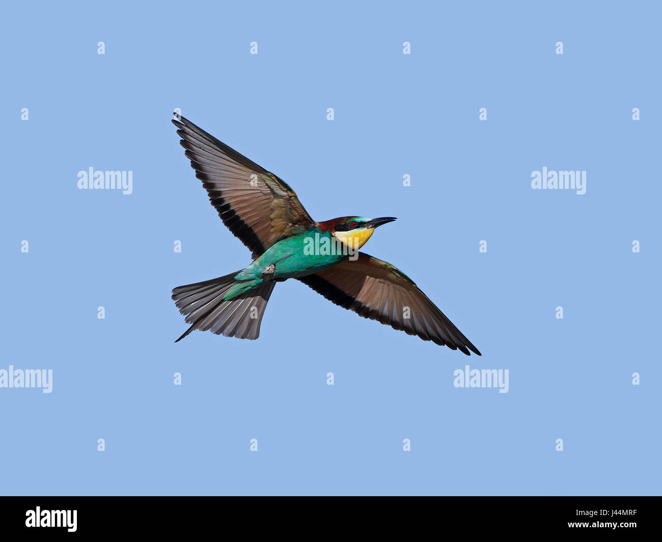 European bee-eater in flight with blue skies in the background Stock ...