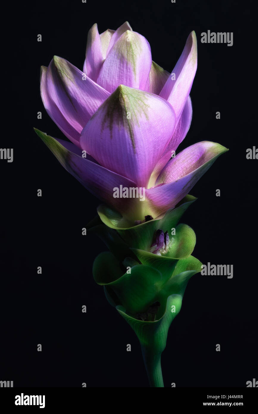 Plant curcuma in bloom hi-res stock photography and images - Alamy
