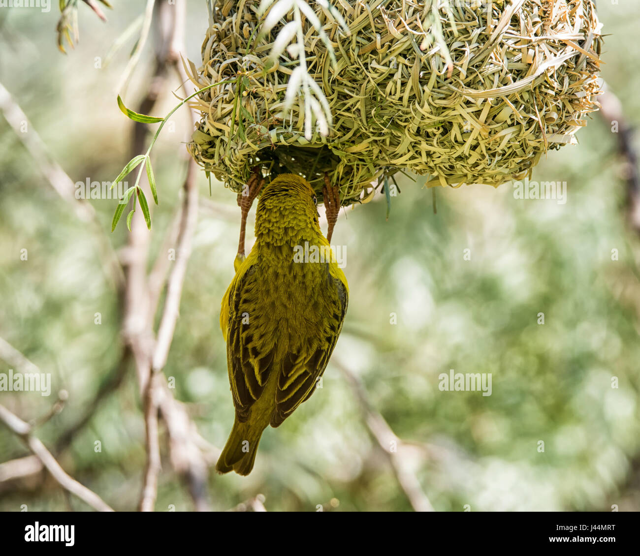 Cape Weaver with nest in Southern Africa Stock Photo - Alamy