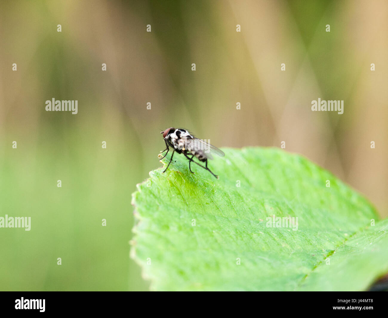 a fly resting at the edge of a leaf outside in spring meadow in late ...