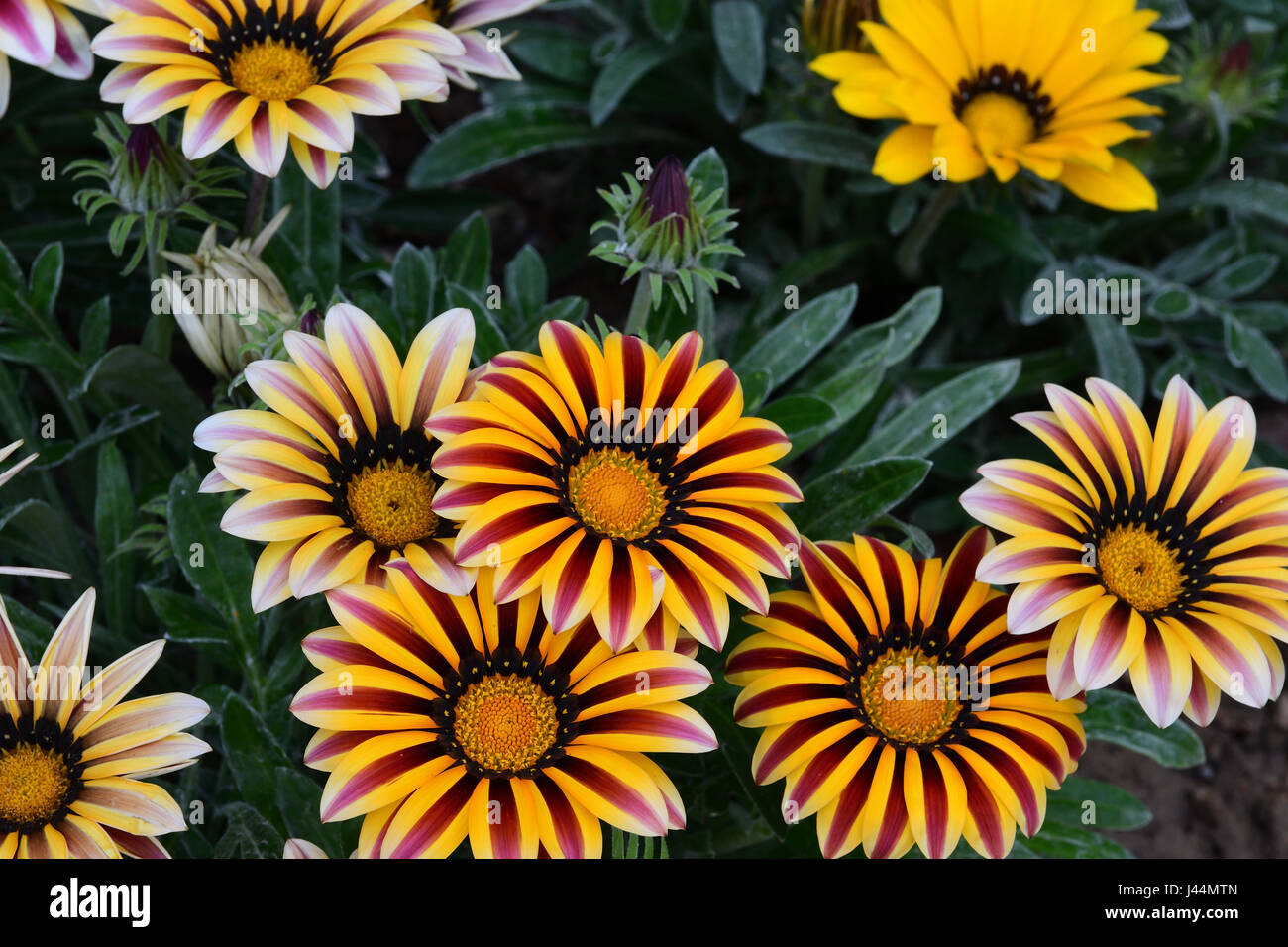 Multi colored flowers hi-res stock photography and images - Alamy