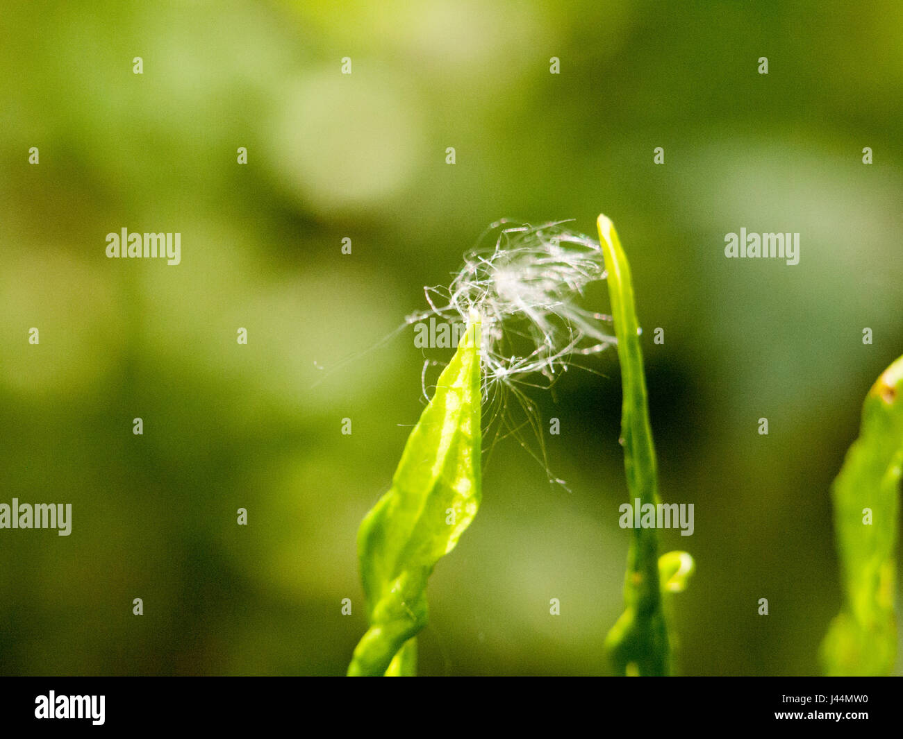 close up of spider web fluff dandelion head caught between two petal ...