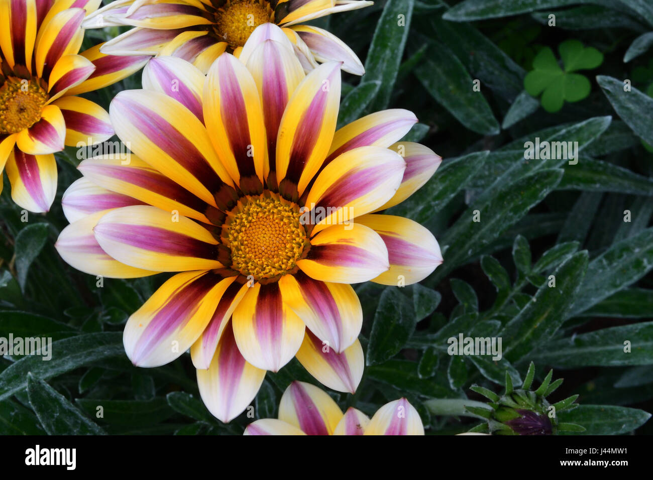 Multi colored blooms hi-res stock photography and images - Alamy