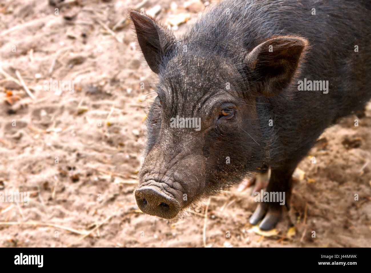 Adult pig hi-res stock photography and images - Alamy