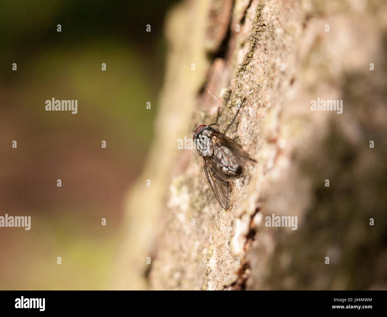 a medium fly resting on the tree bark motionless outside in forest not ...