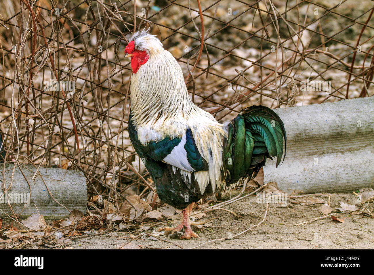 an image of a pet on a farm bird rooster Stock Photo - Alamy
