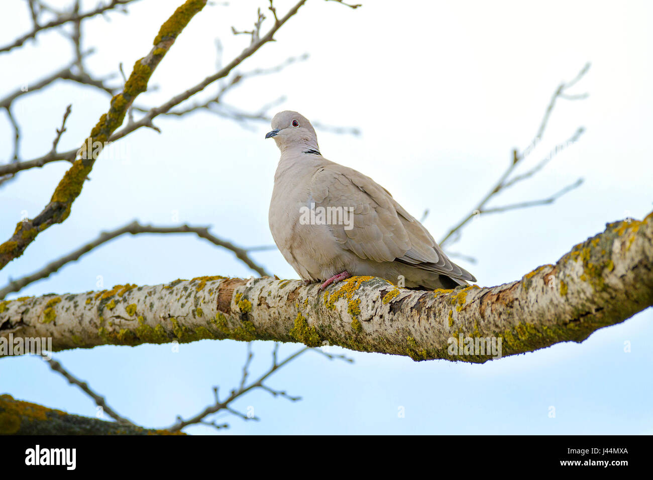 the image of a wild animal bird turtle sitting on a branch Stock Photo ...