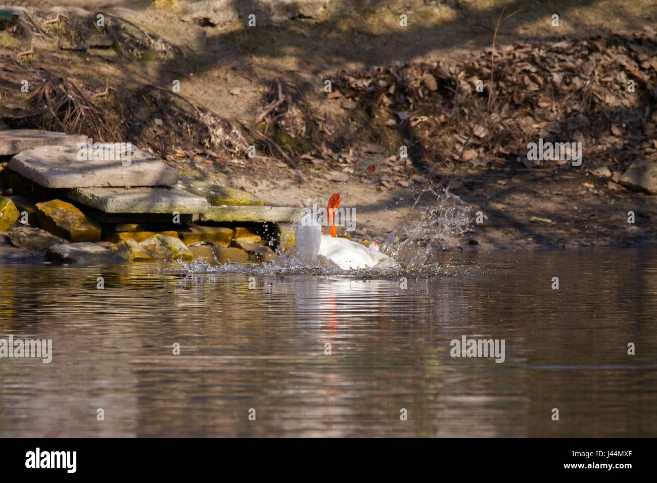 Goose paw hi-res stock photography and images - Alamy