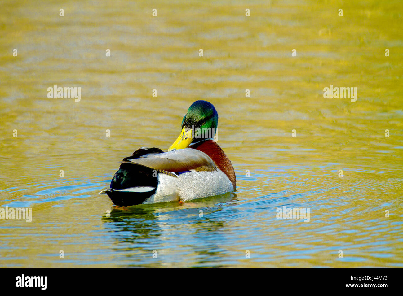 Image of an animal a wild drake swims on a pond Stock Photo - Alamy