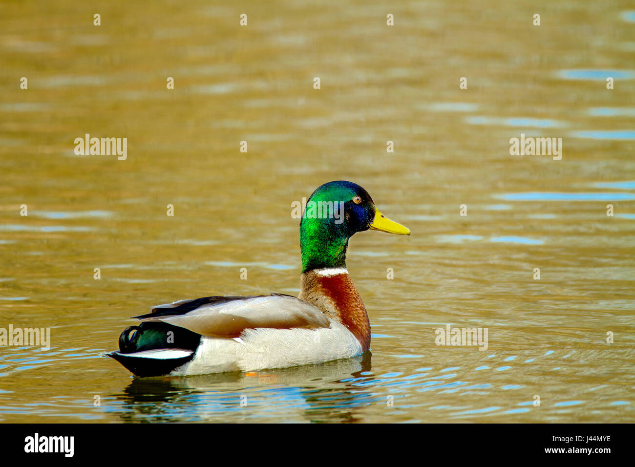 Image of an animal a wild drake swims on a pond Stock Photo - Alamy