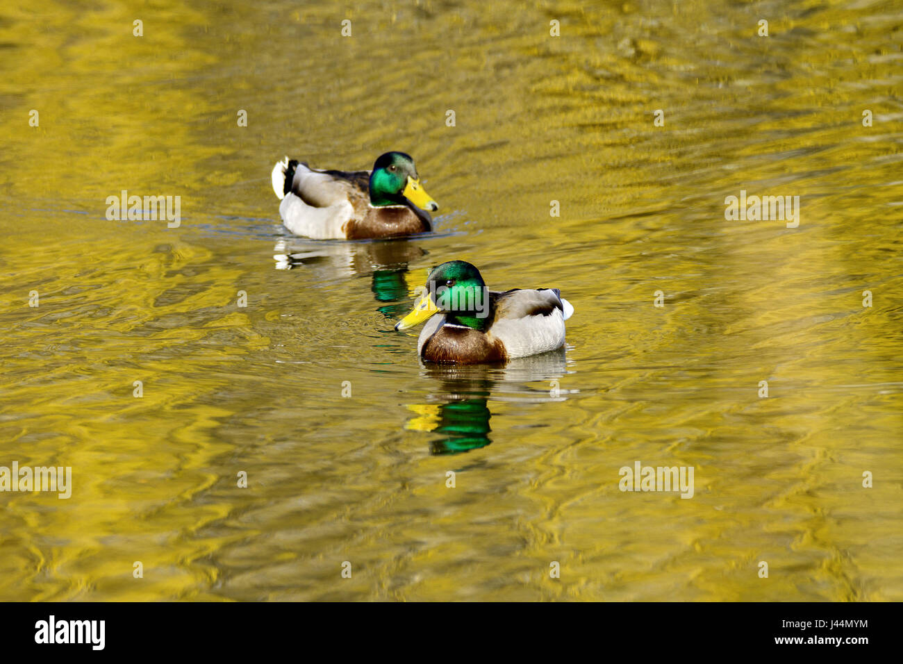 Image of an animal a wild drake swims on a pond Stock Photo - Alamy