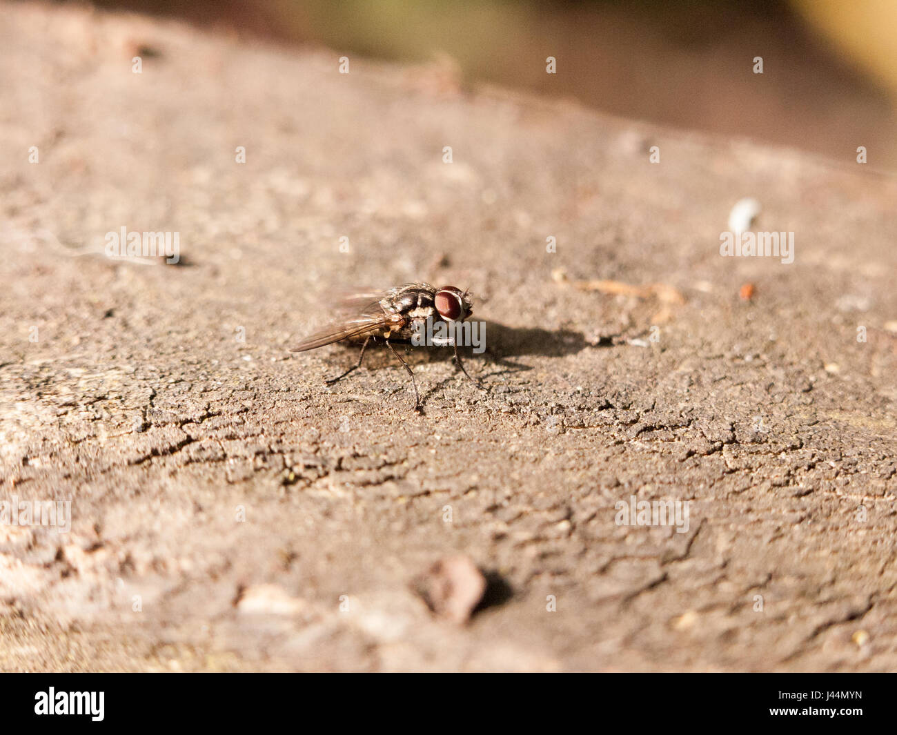a medium fly resting on the tree bark motionless outside in forest not ...