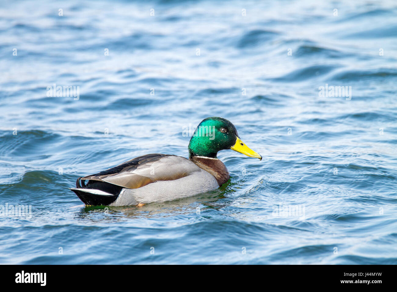 Image of an animal a wild drake swims on a pond Stock Photo - Alamy