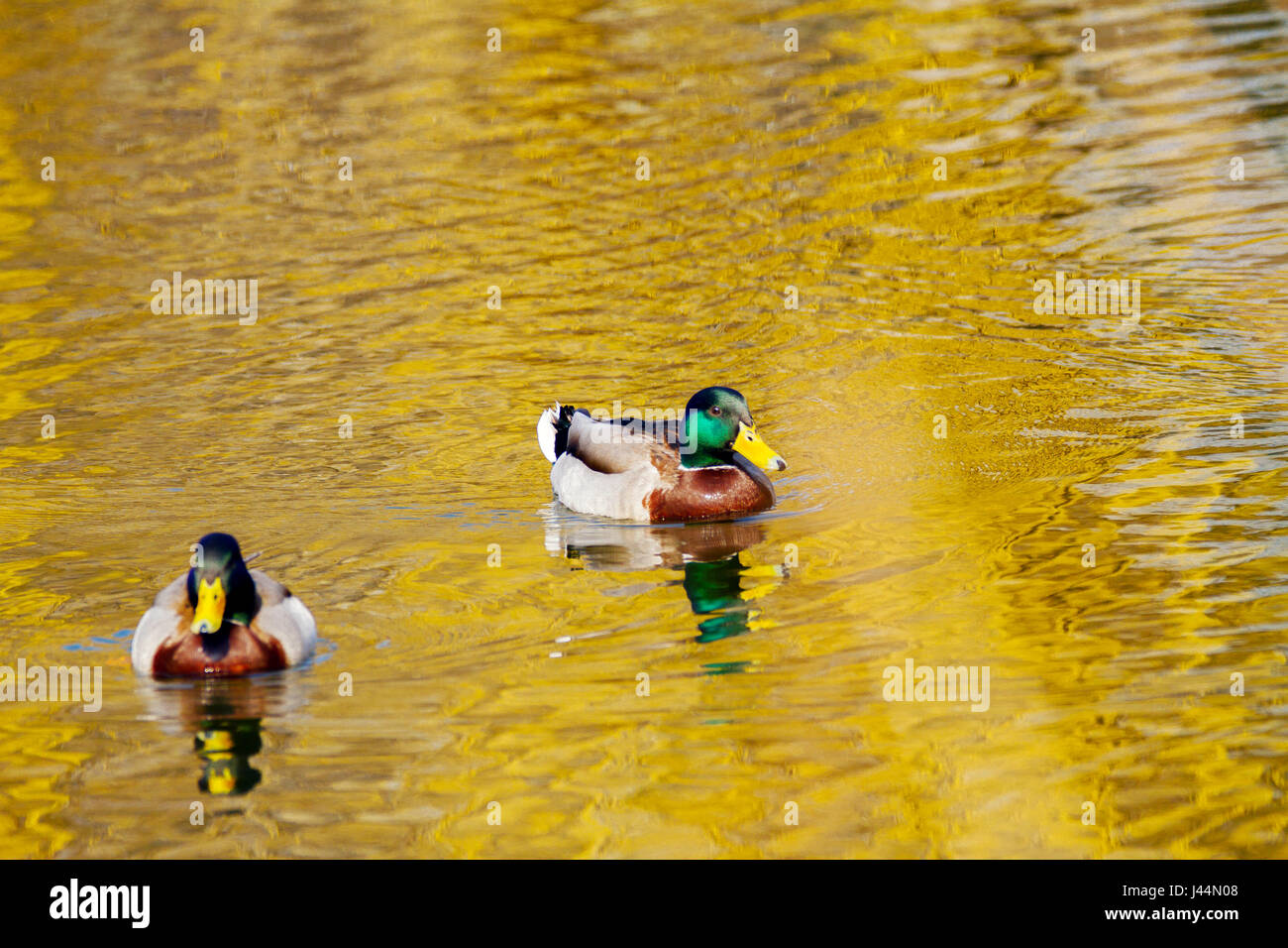 Image of an animal a wild drake swims on a pond Stock Photo - Alamy