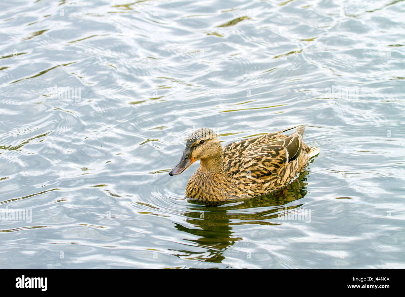 Image of a wild duckling floating on a river Stock Photo - Alamy