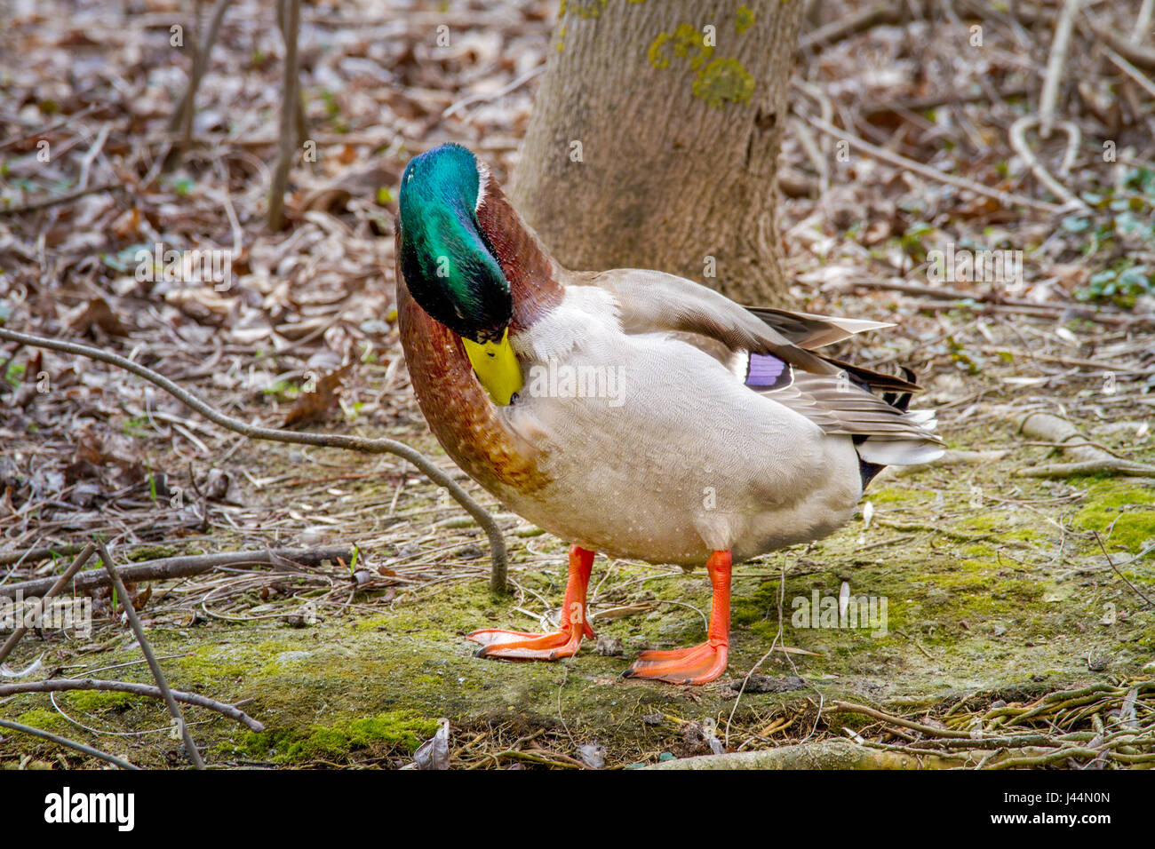 Image wild drake cleans feathers on the shore Stock Photo - Alamy