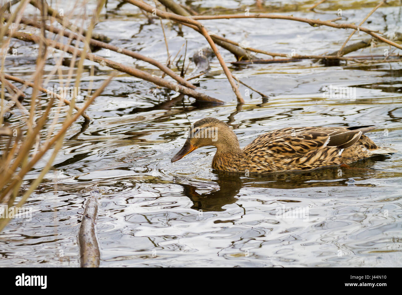 Image of a wild duckling floating on a river Stock Photo - Alamy