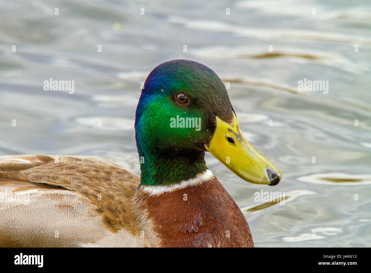 Image of an animal a wild drake swims on a pond Stock Photo - Alamy