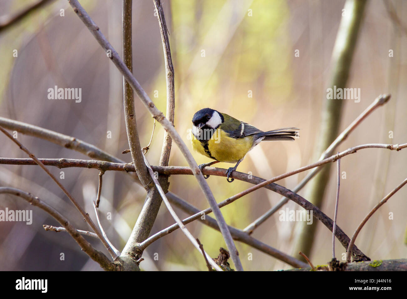 Image of a little bird sitting on a branch Stock Photo - Alamy