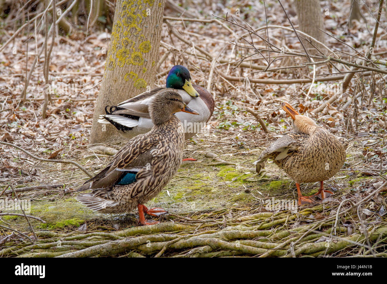 Image of a wild drake with dices on the shore Stock Photo - Alamy