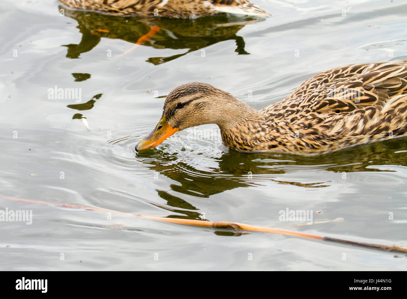 Image of a wild duckling floating on a river Stock Photo - Alamy