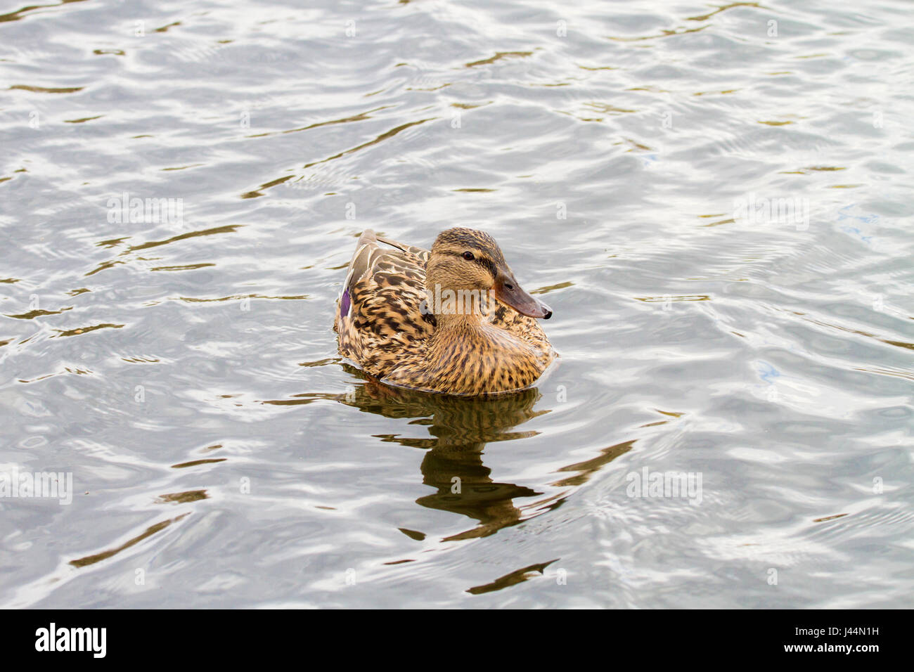Image of a wild duckling floating on a river Stock Photo - Alamy