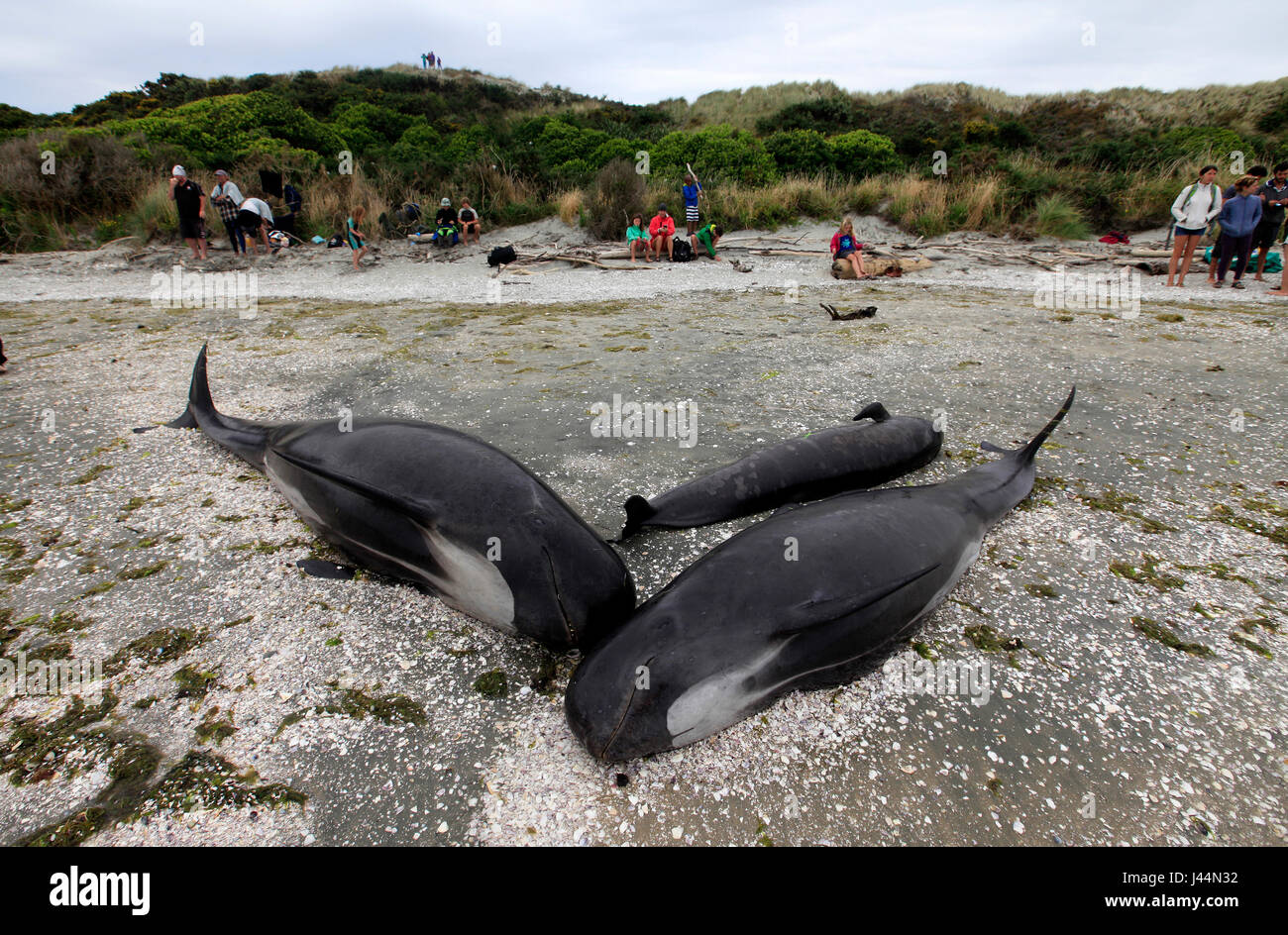 Picture by Tim Cuff - 10 & 11 February 2017 - Mass pilot whale ...