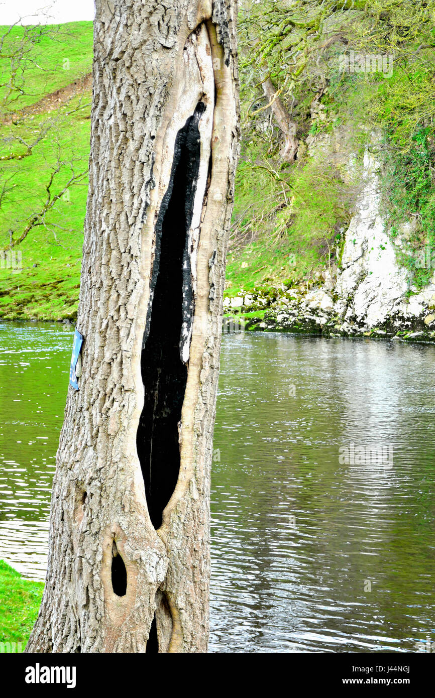 Tree struck by lightning hi-res stock photography and images - Alamy