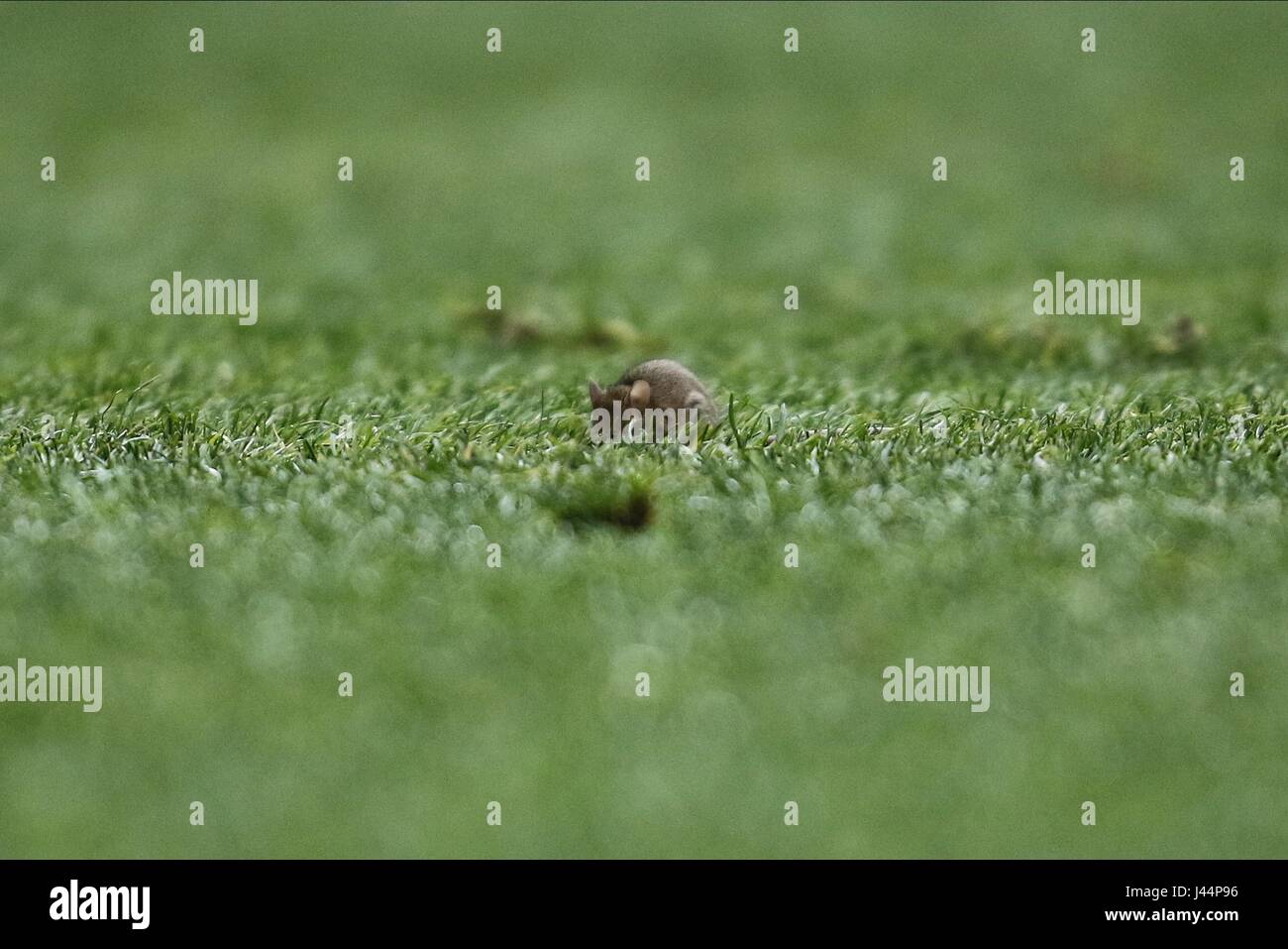 OLD TRAFFORD MOUSE MANCHESTER UNITED FC MANCHESTER UNITED FC OLD ...