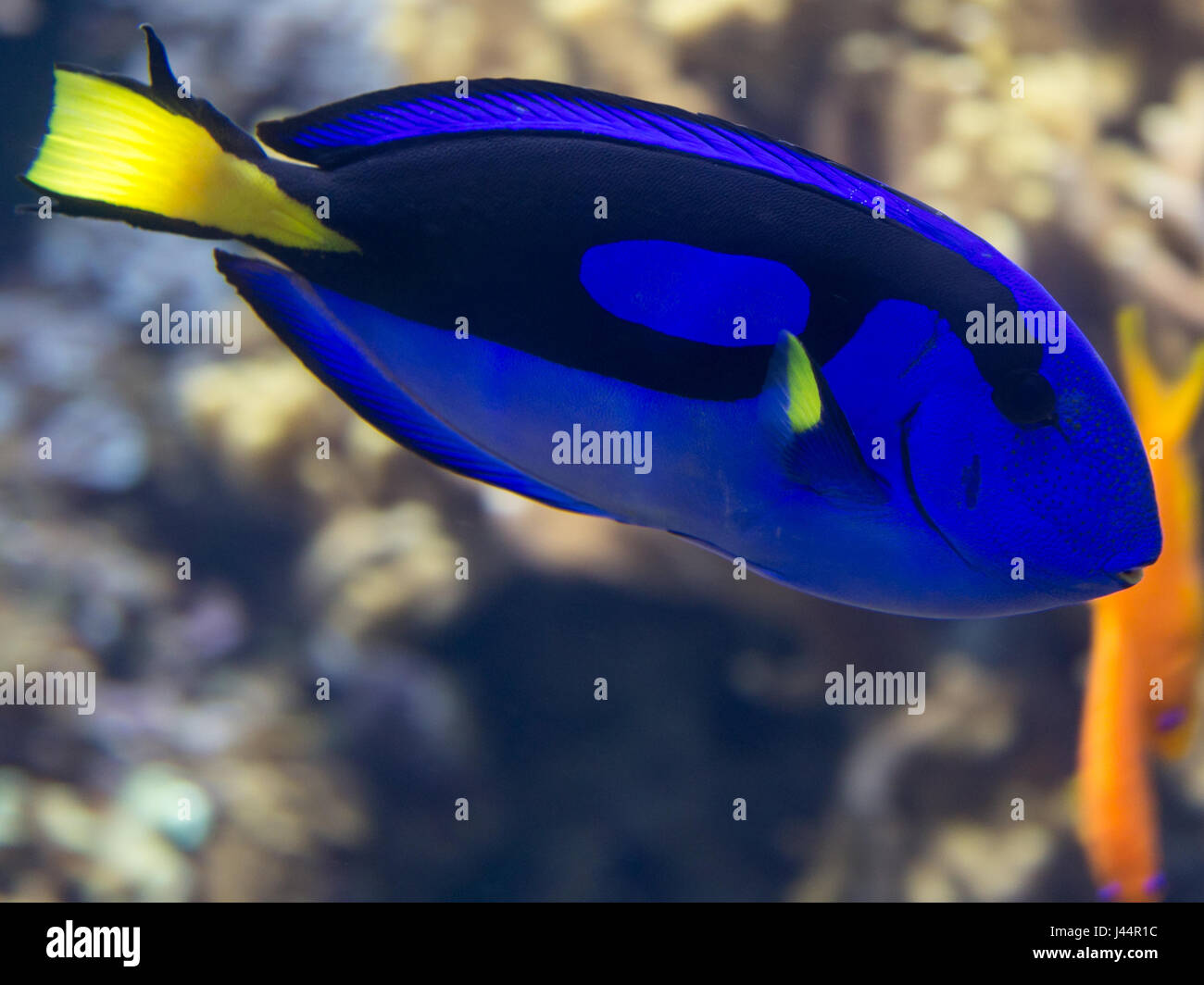 Beautiful Paracanthurus Hepatus inside Aquarium: Indo-Pacific ...