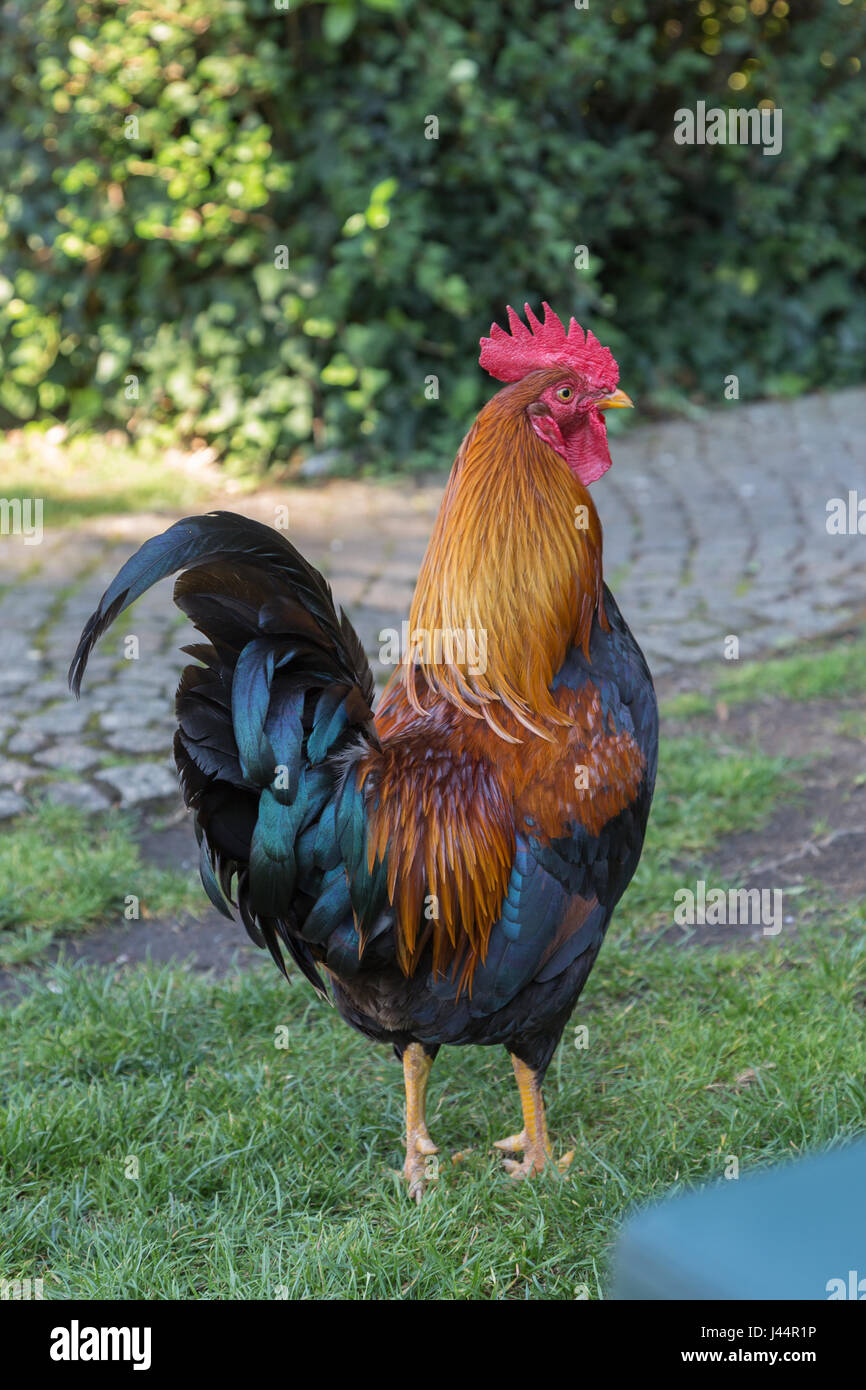 Beautiful Male Brown and Black Rooster on Meadow Stock Photo - Alamy