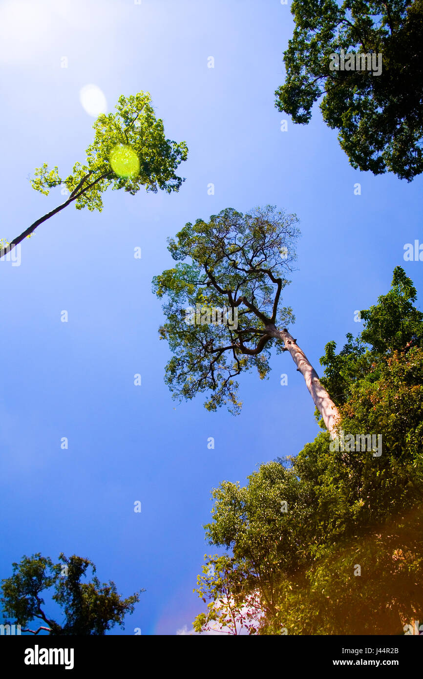 Look at the exotic trees from below. A photo with a sunlight flare ...