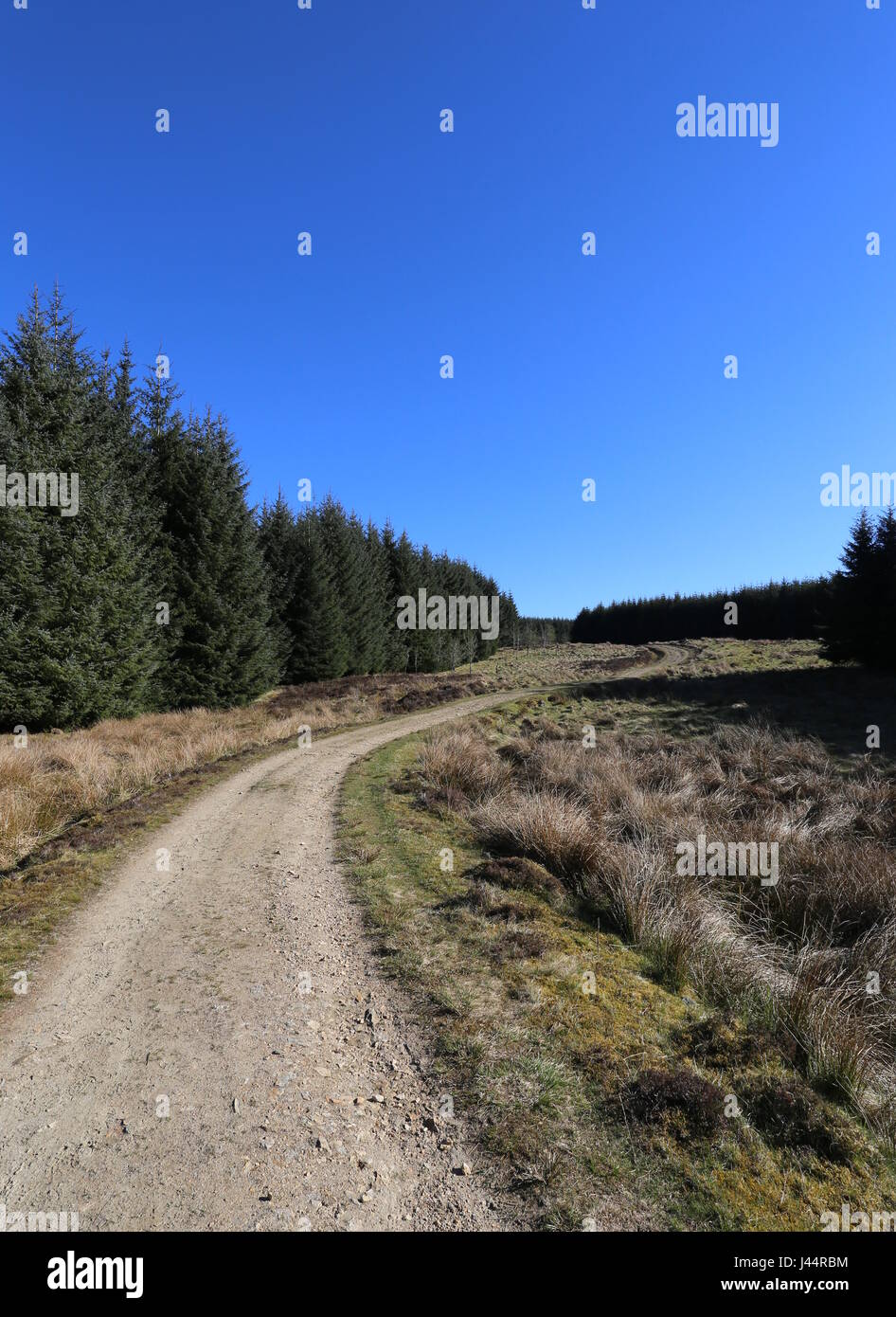 Cateran Trail through Calamanach Wood Scotland May 2017 Stock Photo - Alamy