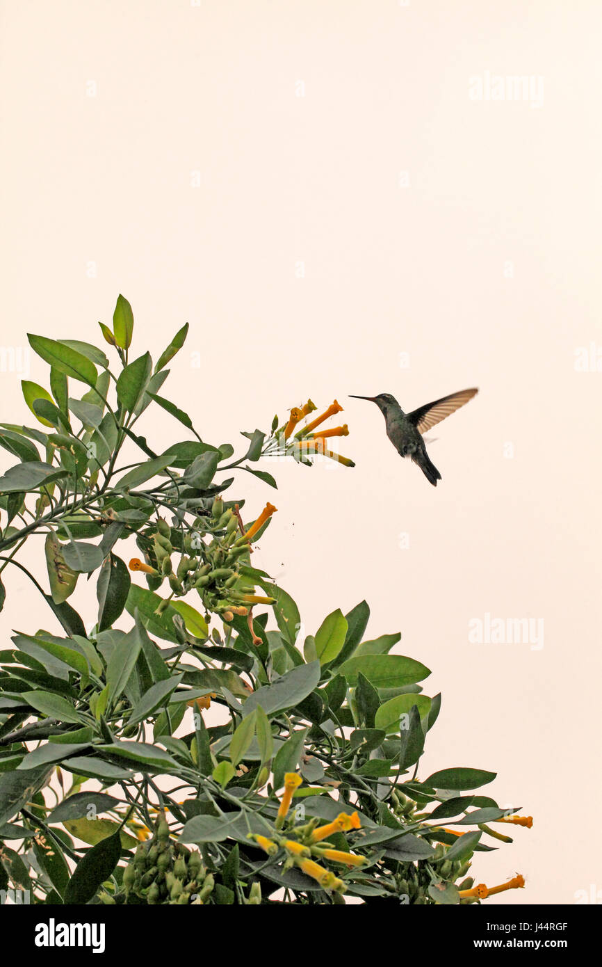 Hummingbird reserve hi-res stock photography and images - Alamy