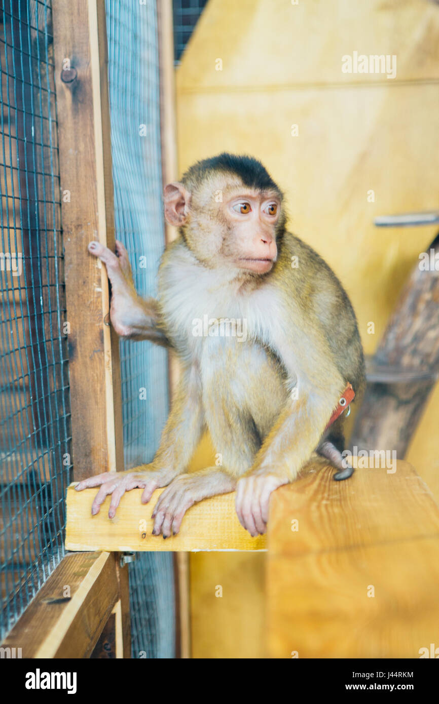sad fluffy monkey in a cage sits Stock Photo - Alamy