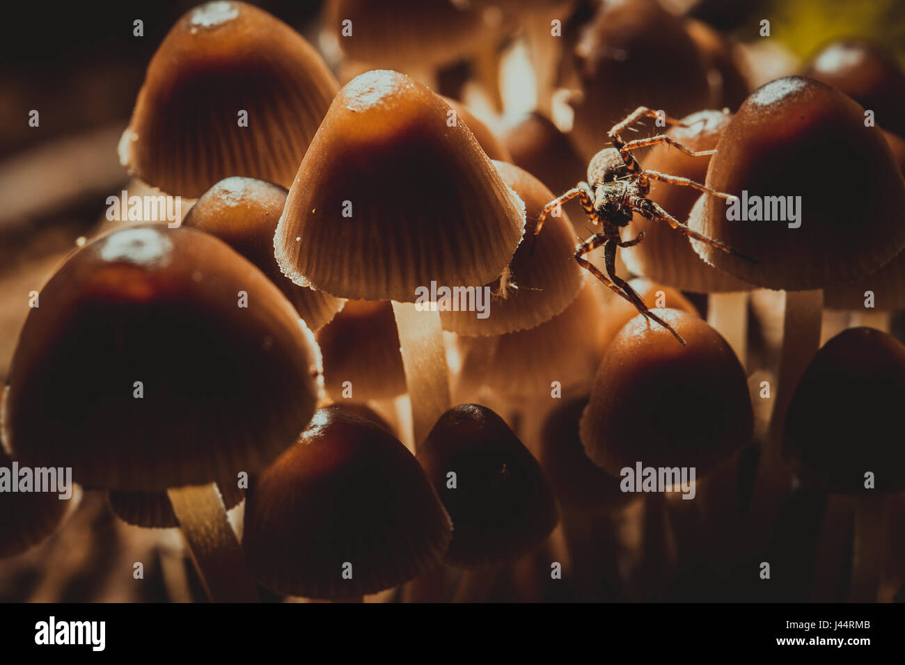 Spider on a small mushroom on a blurred background Stock Photo - Alamy