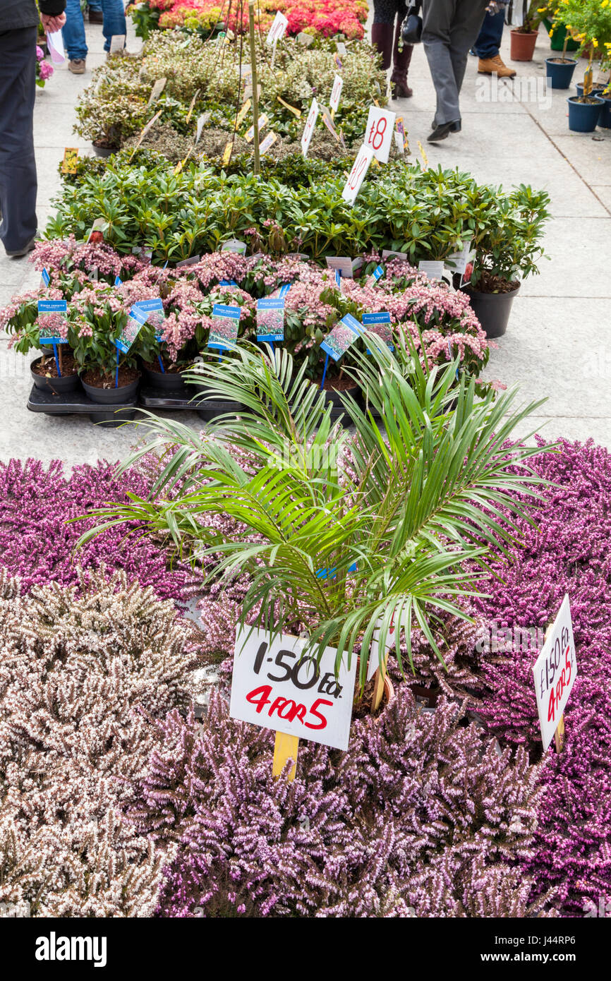 Plants for sale hi-res stock photography and images - Alamy