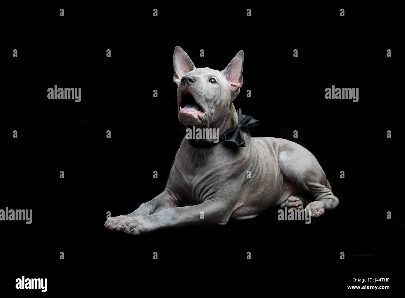 Beautiful blue thai ridgeback 3 months old puppy with bow tie over ...