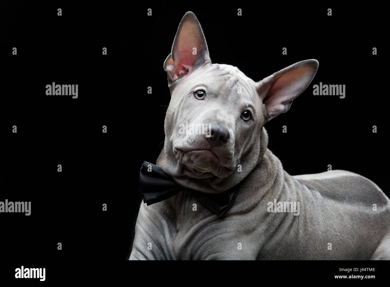 Beautiful blue thai ridgeback 3 months old puppy with bow tie over ...