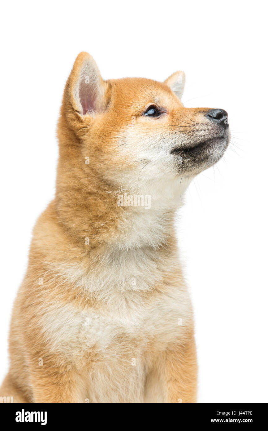 Beautiful brown japanese shiba inu puppy dog sitting. Isolated on white ...