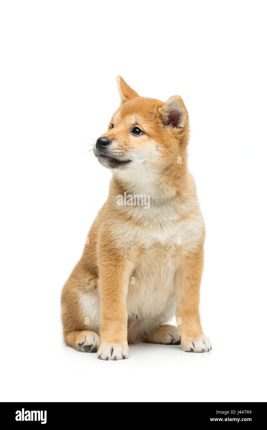 Beautiful brown japanese shiba inu puppy dog sitting. Isolated on white ...